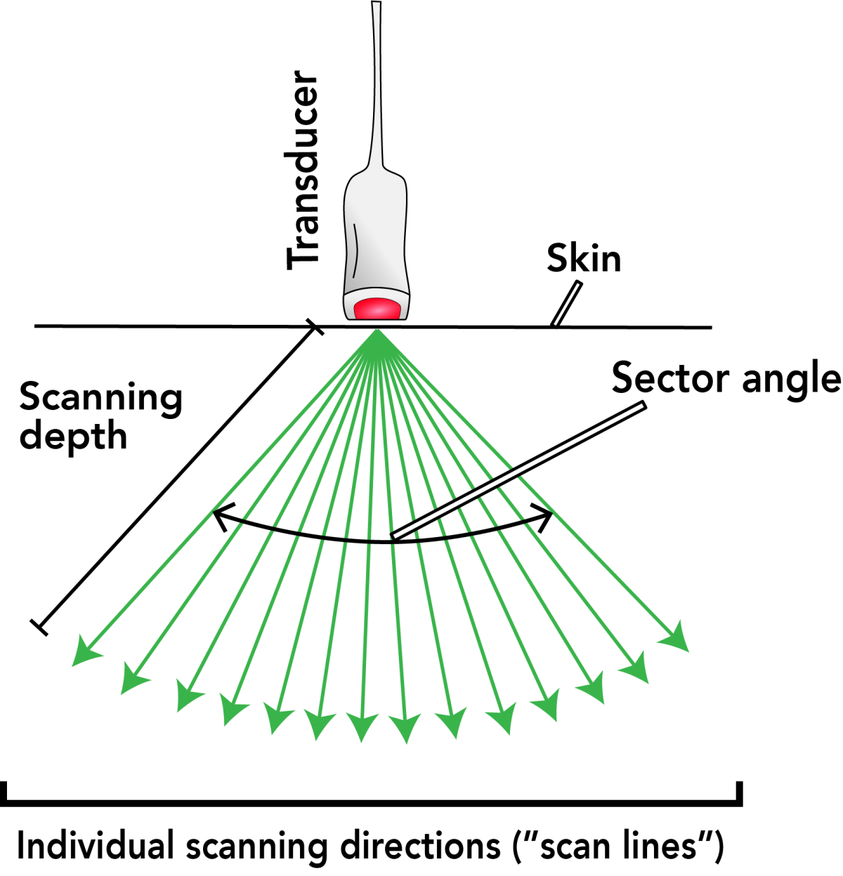 Lesson 4: Two-dimensional (2D), video, and M-mode image acquisition ...